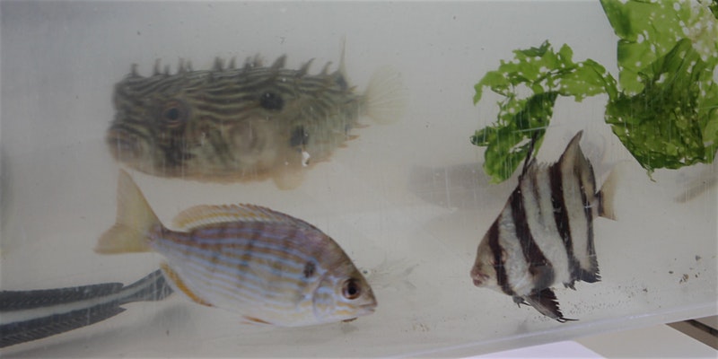 Estuary Fish